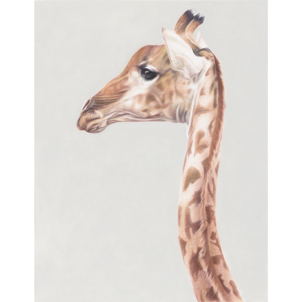 Wildlife – Kendyll Carle Creations