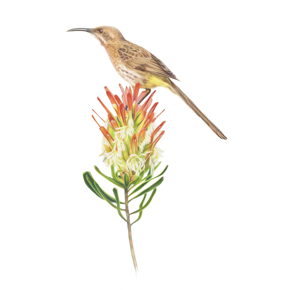 Birds & Botanical – Kendyll Carle Creations